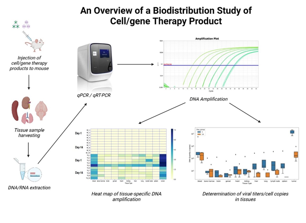 Biodistribution studies for Cell and Gene Therapy Products