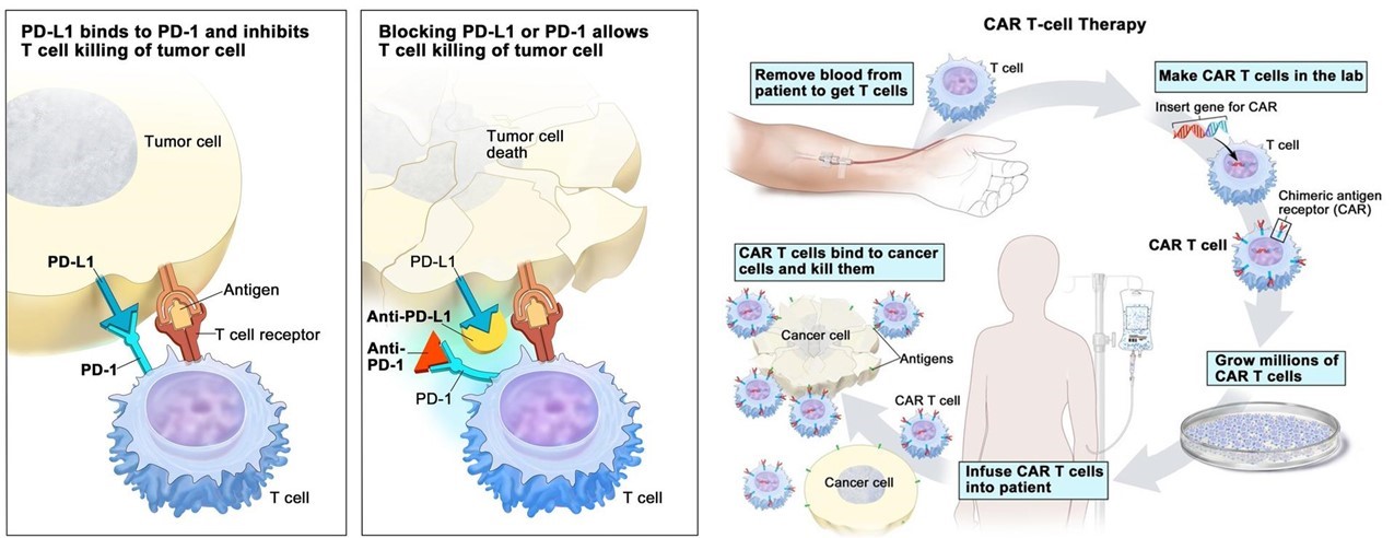 Immuno-oncology Therapeutics