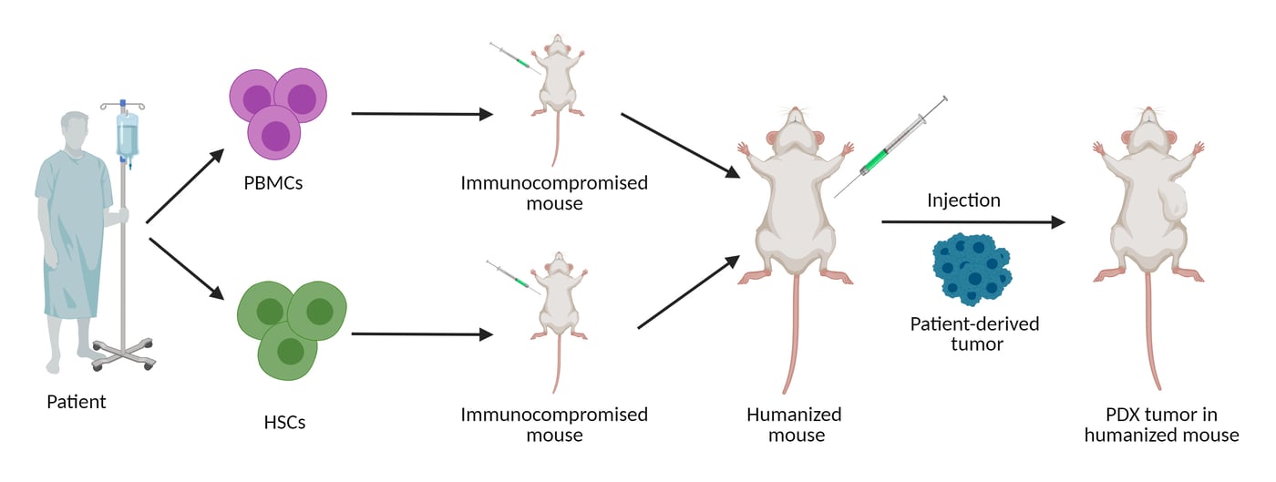 Preclinical models of immuno-oncology therapeutics