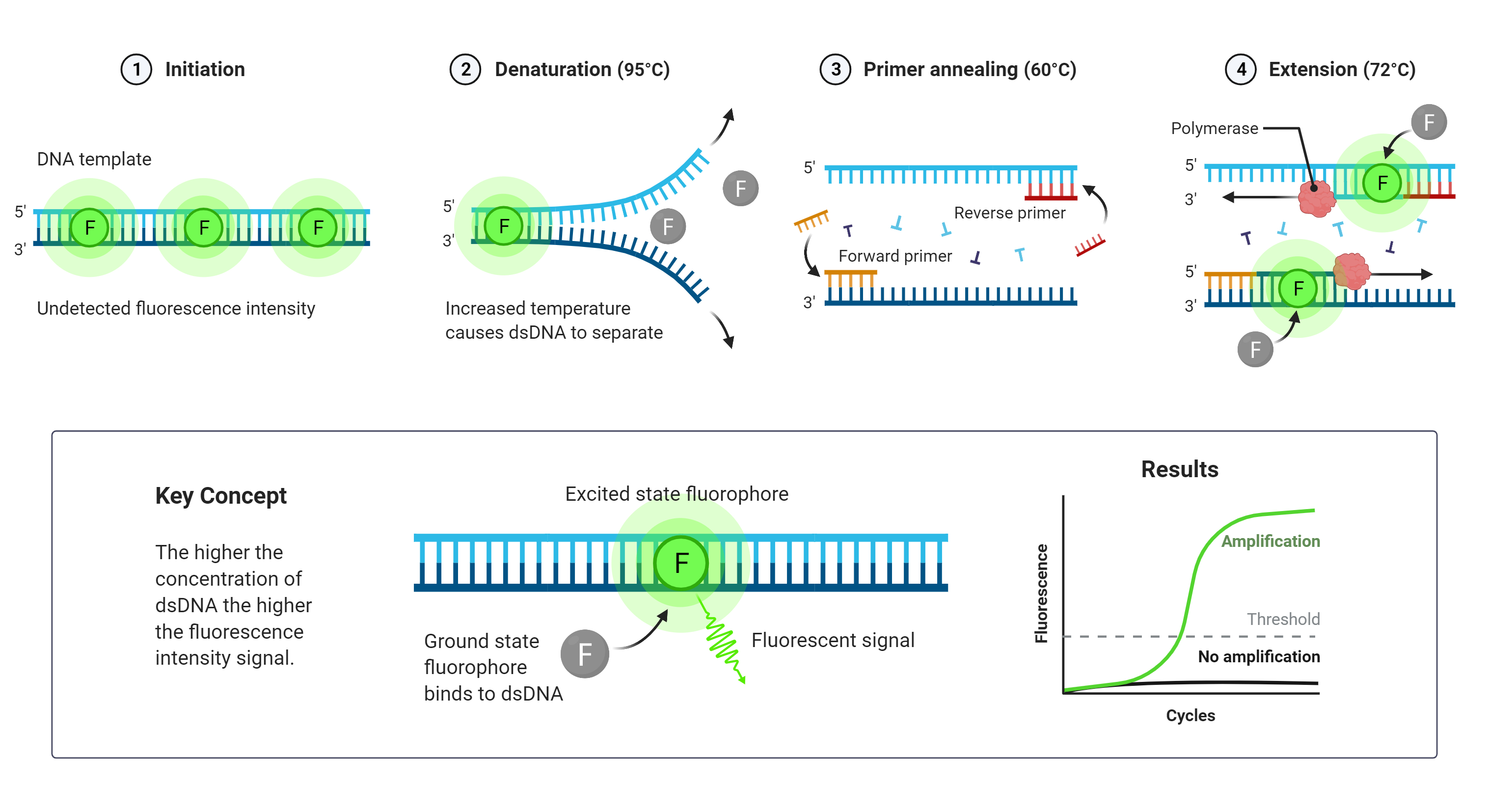 Viral Quantification Methods