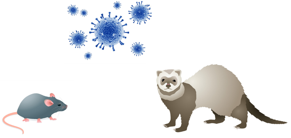 Animal Models for the development of vaccines and therapeutics for ...