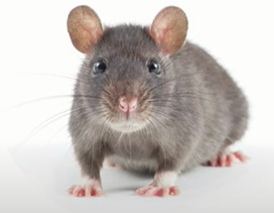 Immuno-oncology rodent models: benefits and challenges