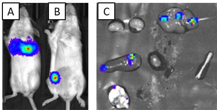 Syngeneic mouse models for the testing of immunotherapeutics